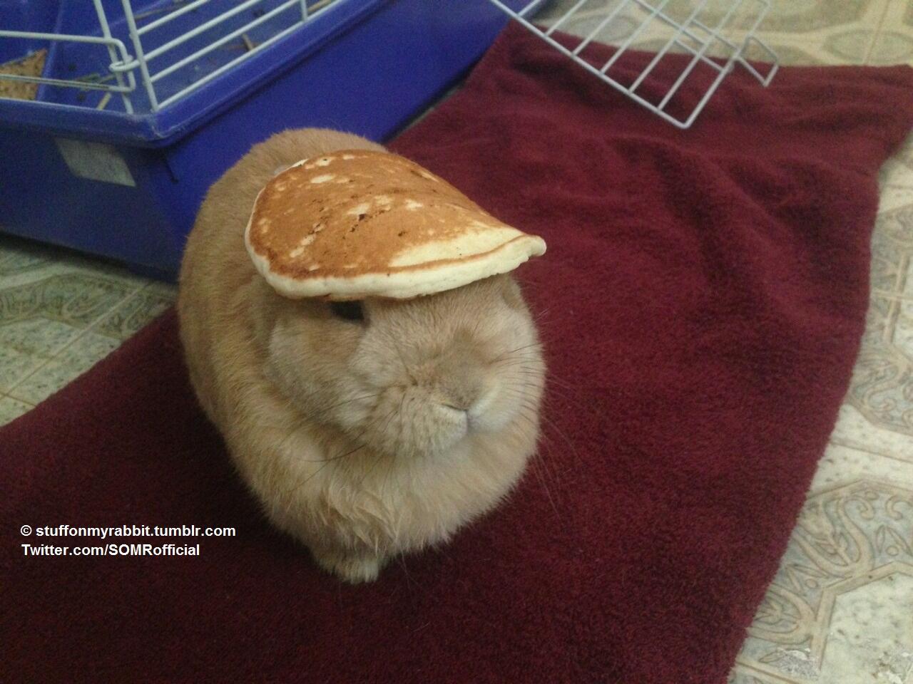 Stuff On My Rabbit Pancake
