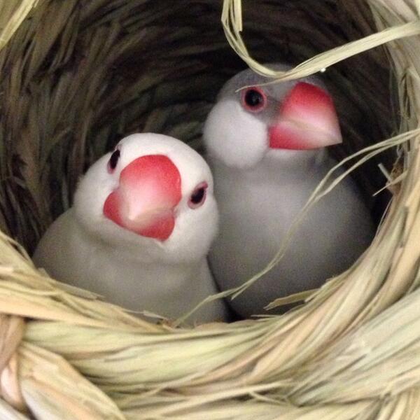Little Bird Strut 2013年4月 #bird #budgie #buncho #インコ #セキセイインコ ...