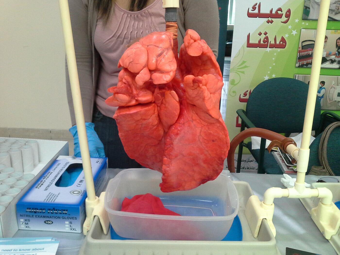 Human Lungs Real How Do Real Lungs Work In Human Body?, Lungs