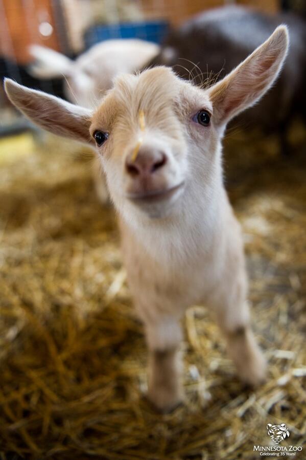Cute Pic Of Male Goat