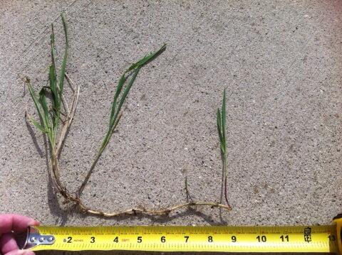 Quackgrass Seedling