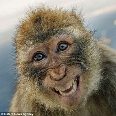 Cute Smiling Monkey