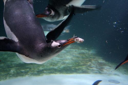 Penguin Eating Fish