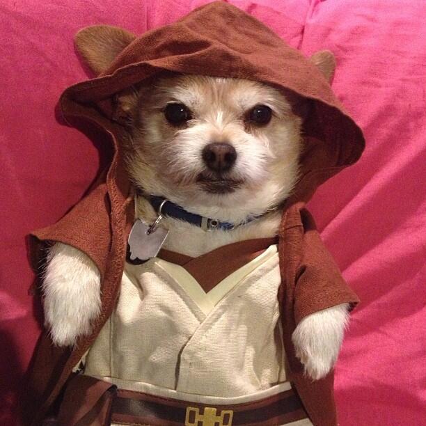 Jedi Dog