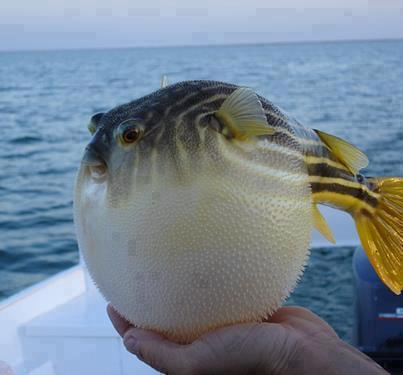 Giant Puffer Fish Puffed Up