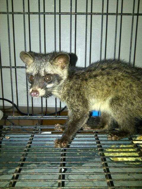 Baby Musang Pandan