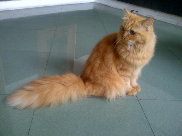 Kucing Persia Medium Red Tabby
