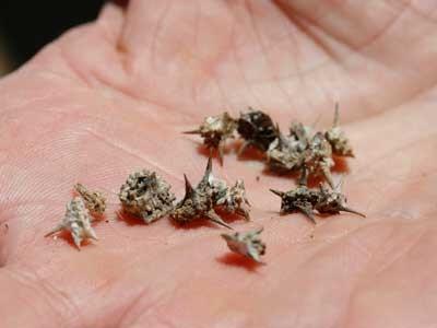 How the shit do i get rid of bindys in my yard? : r/australia