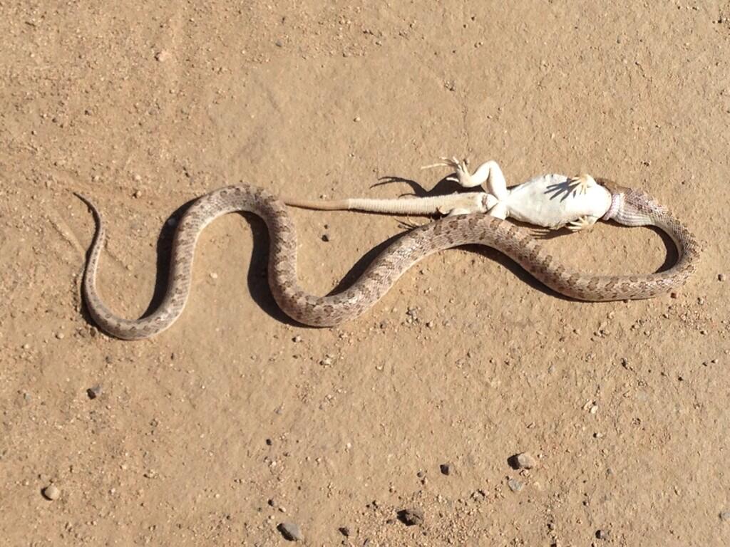 Thar Desert Snakes