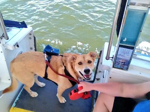 Welcome Aboard Dog