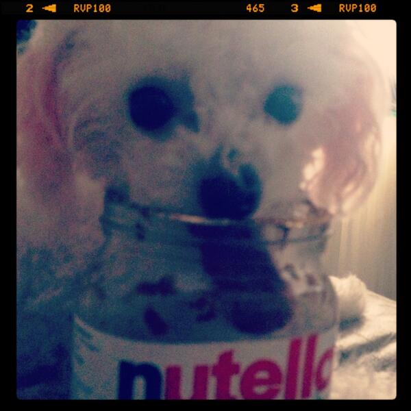 Can Dog Eat Nutella