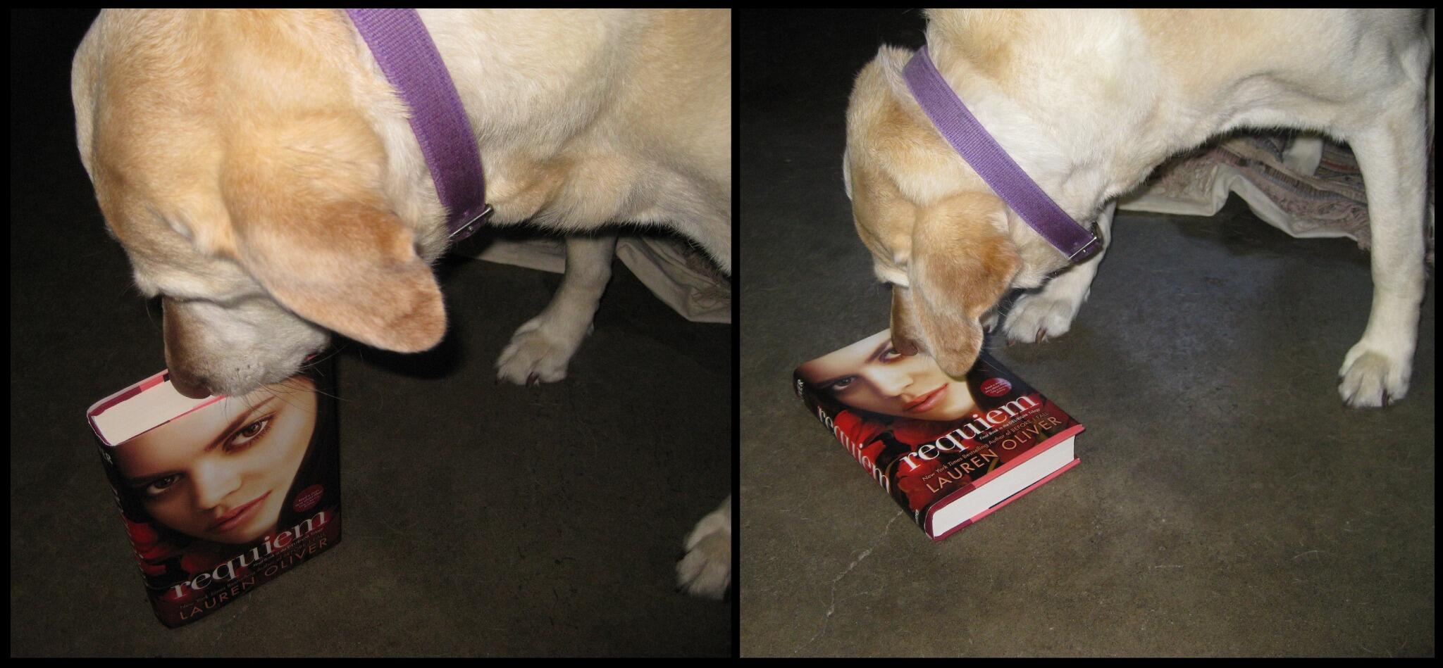 20 Literary Pets | Epic Reads Blog