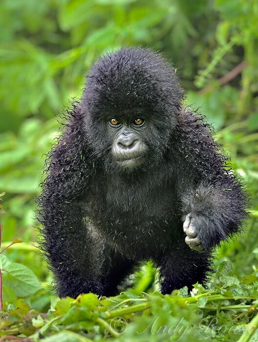 Baby Silverback Gorilla