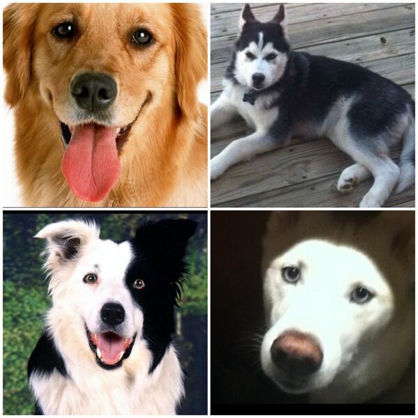 DogDate (@DogDate) | Twitter