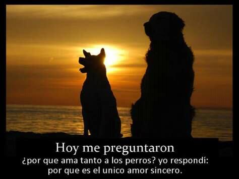 Que Significa Perro Yo