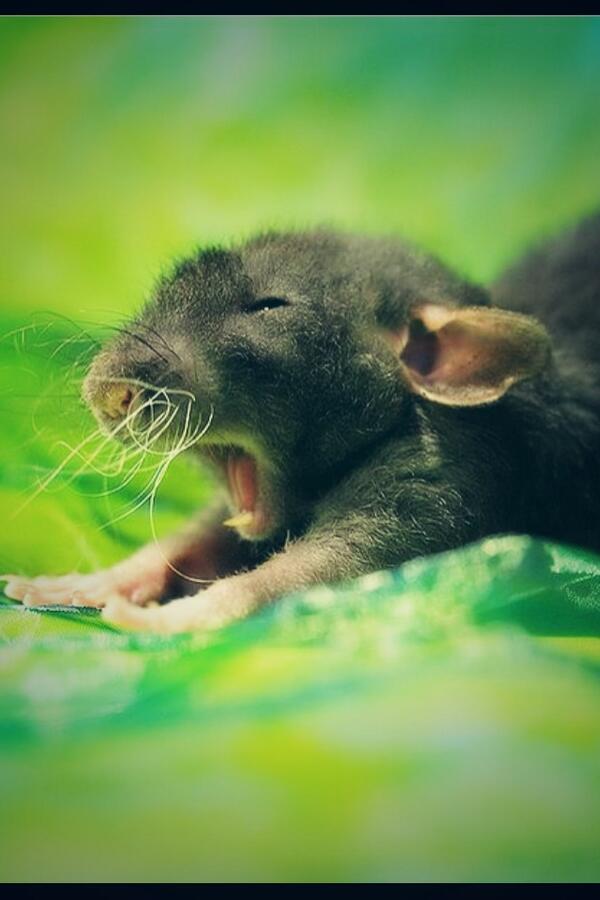 Yawning Mouse