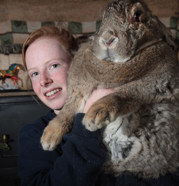 Worlds Fattest Rabbit