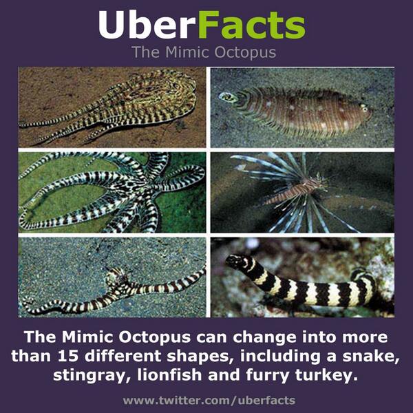 Mimic Octopus Lionfish