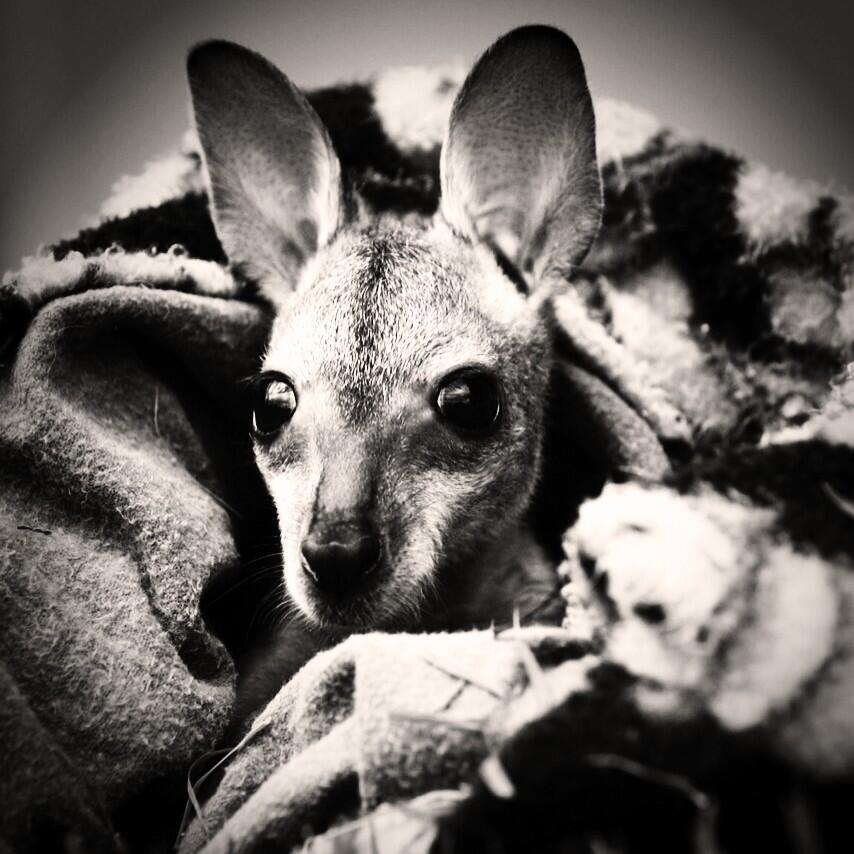 Sad Kangaroo