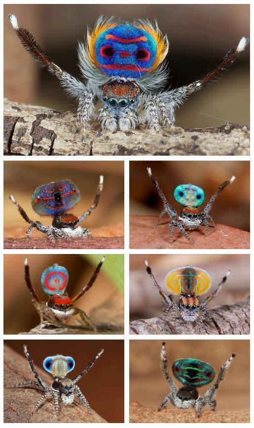 Beautiful Spiders