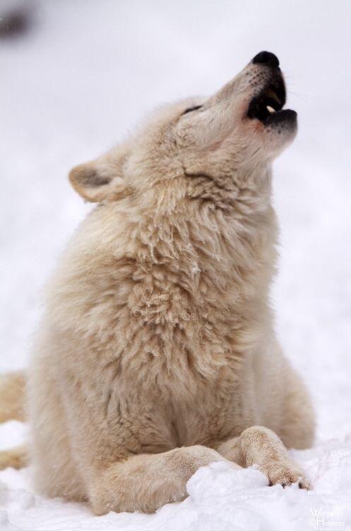 Arctic Wolf Howling
