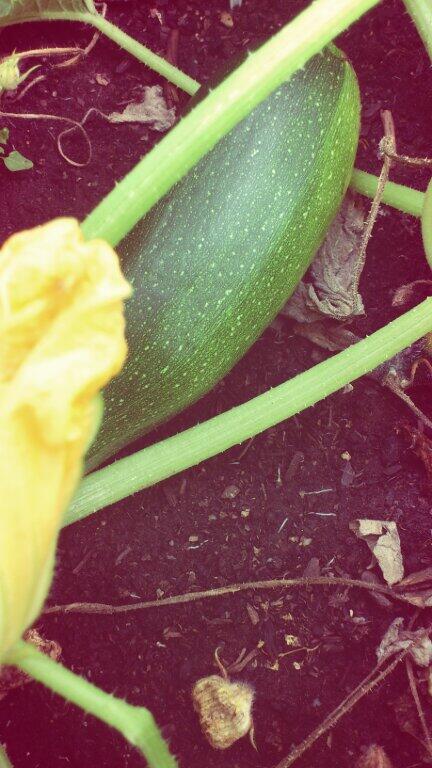 Courgettes flourish in summer heatwave! | LSE Roof Gardens