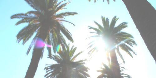 Palm Trees Sunset Twitter Header