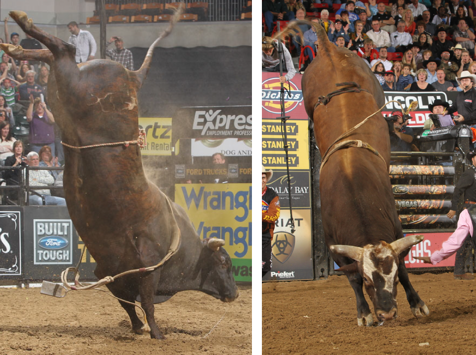 Asteroid The Pbr Bull