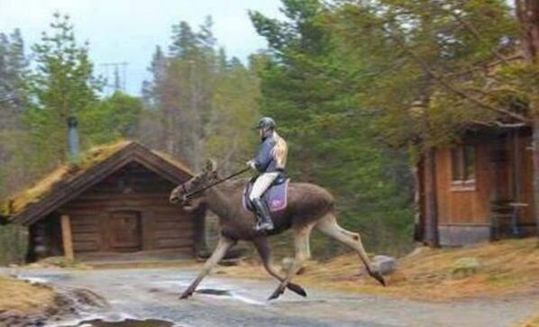Riding A Moose