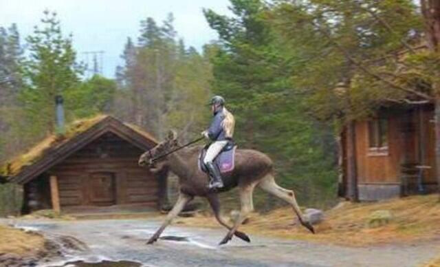 Riding Moose