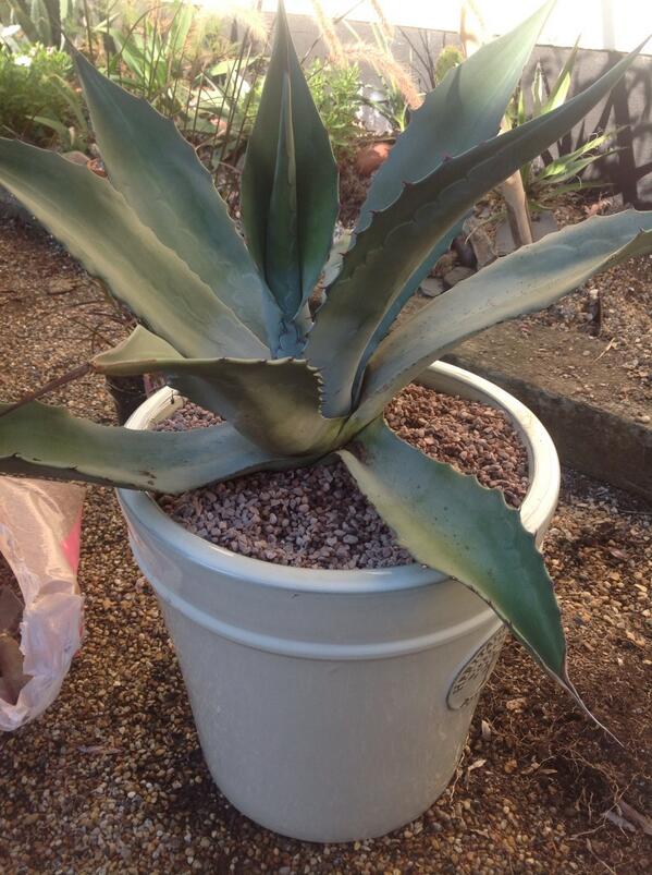 アガベ ジェントリー Agave gentryi｜多肉植物図鑑 PUKUBOOK(プクブック)