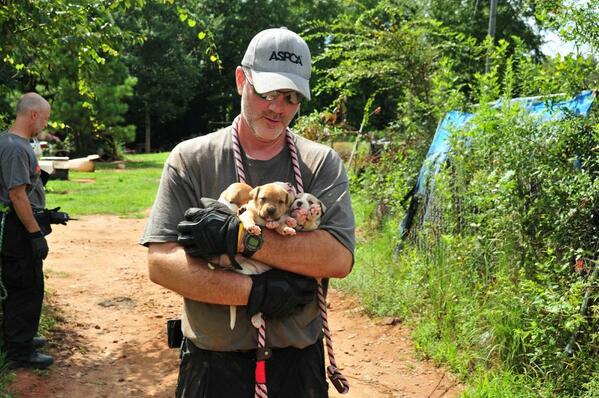 367 Dogs Were Rescued In The Second Largest Dogfighting Raid In U.S ...