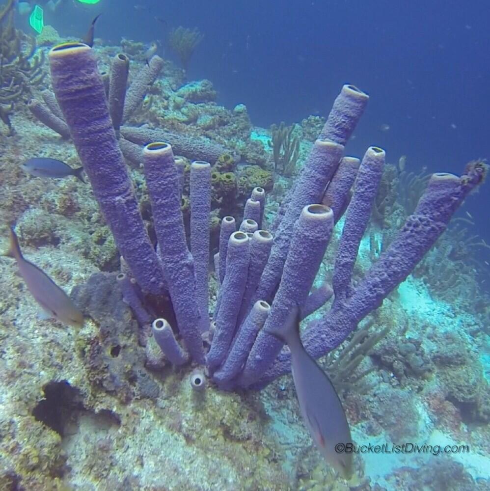 Branching Vase Sponge