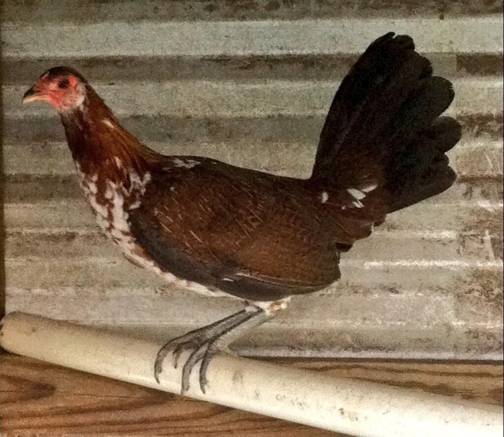 Spangled Hatch Gamefowl