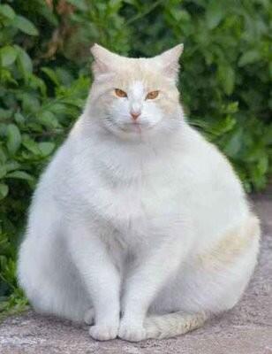 Muffin Top Cat