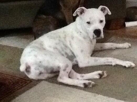 Do White Boxers Have Spots