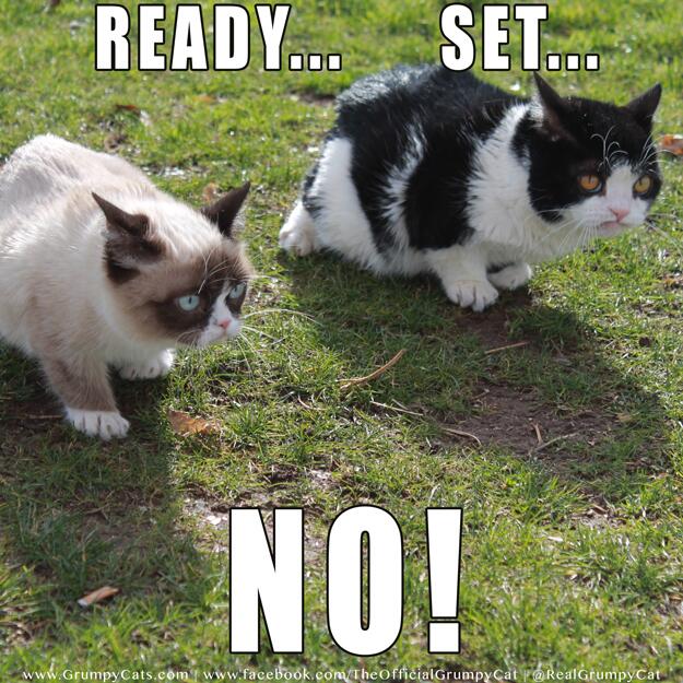 Grumpy Cat Meme No
