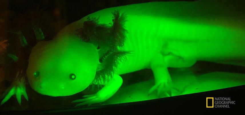 Axolotl Glow In The Dark