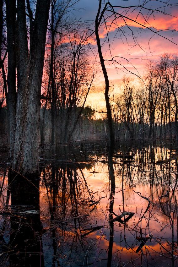 Louisiana Swamp Sunset