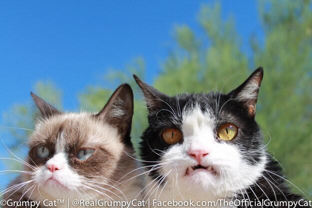Grumpy Cats Brother