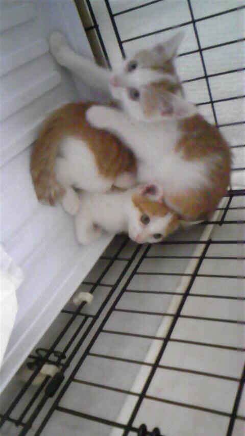 岩永 大世 (@Tsei_0718) | Twitter