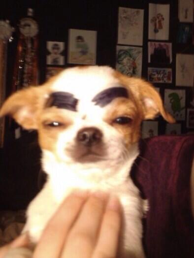 Sharpie Eyebrows Dog