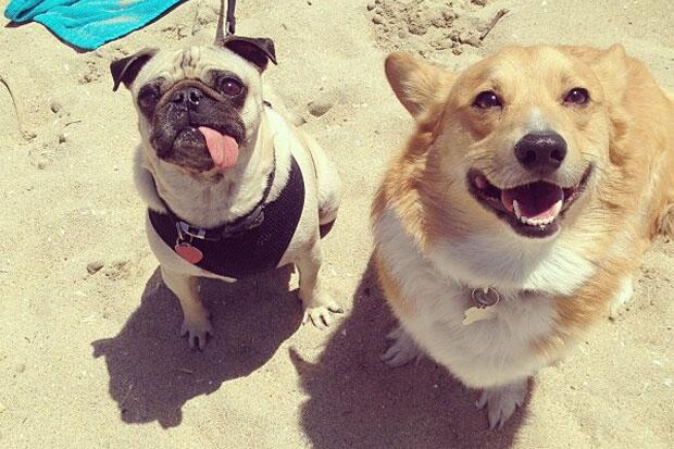 Pug Vs Corgi