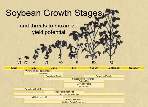 Soybean Growth Stages Timeline
