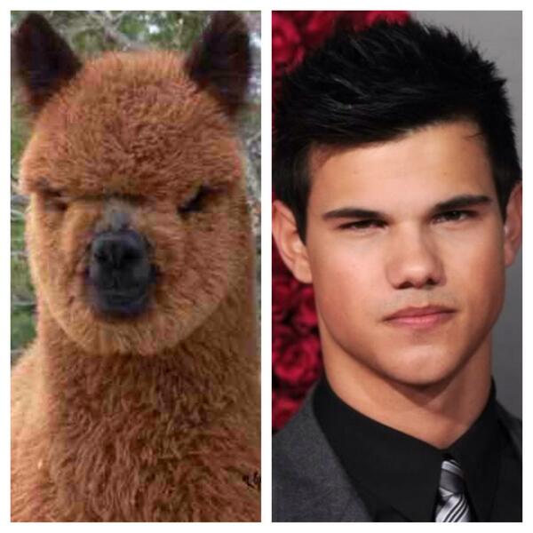 Alpaca Face Taylor Lautner