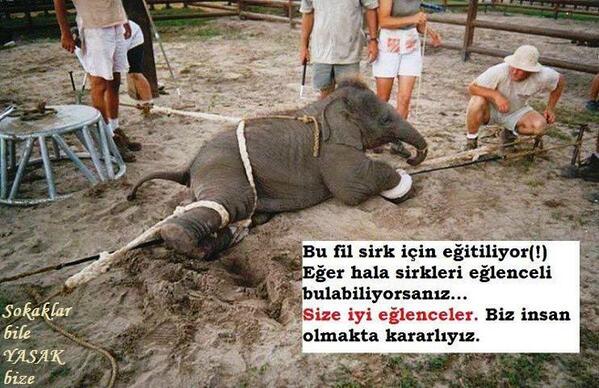 ipek Osmanoglu (@ipekosmanoglu) | Twitter