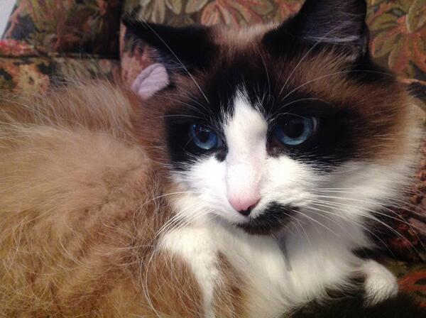 Darrell Issa Is Getting Lots Of Cats For His Birthday