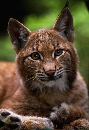 Darrell Issa Is Getting Lots Of Cats For His Birthday