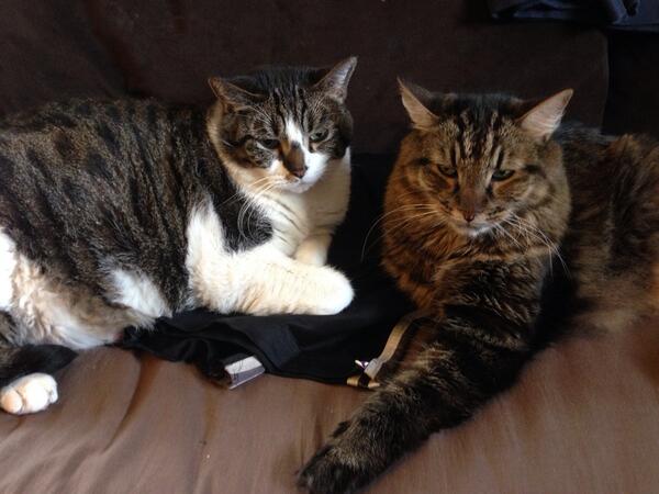 Darrell Issa Is Getting Lots Of Cats For His Birthday