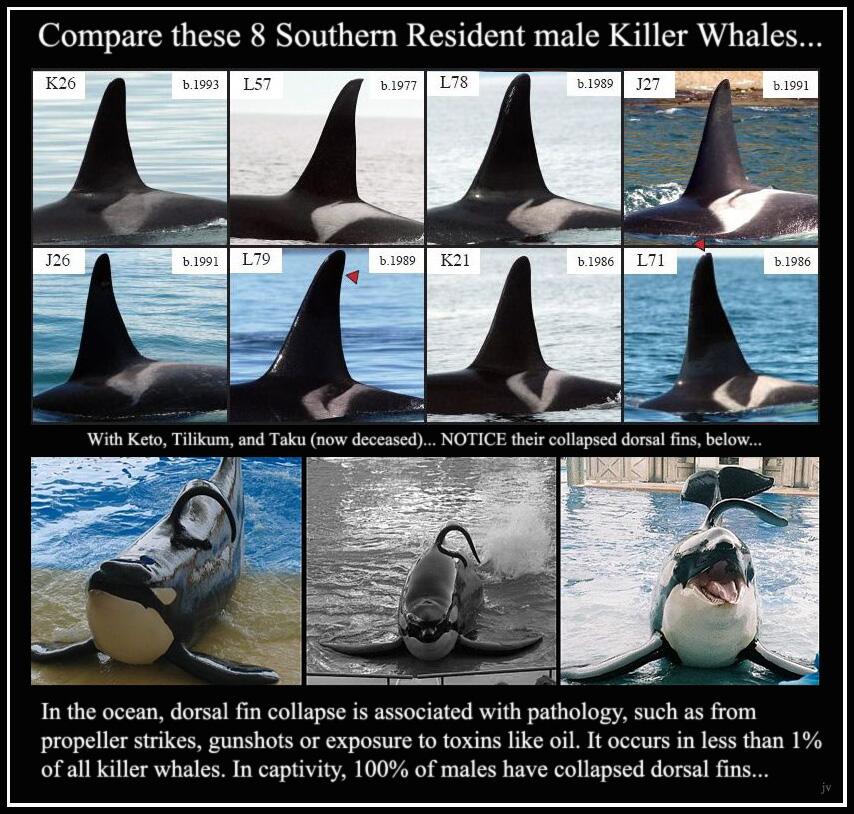 Killer Whales In Captivity Vs Wild